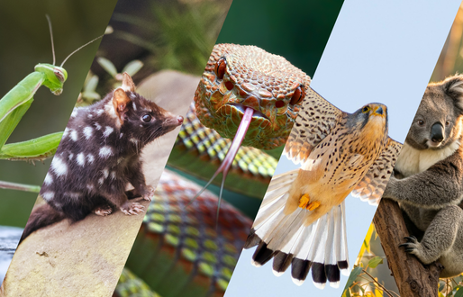 How to become a zoologist - University of New England (UNE)