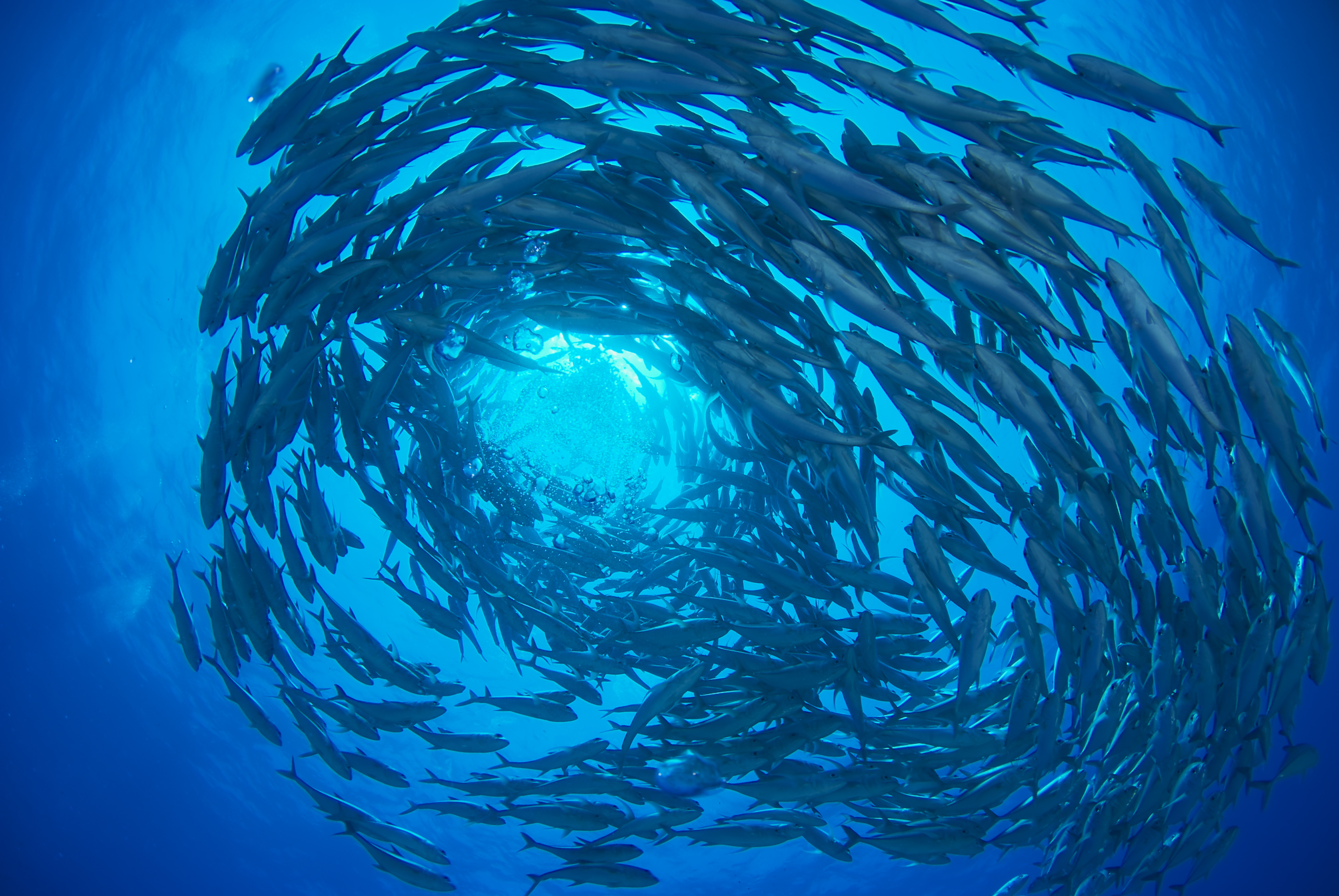 Shoals Of Fish