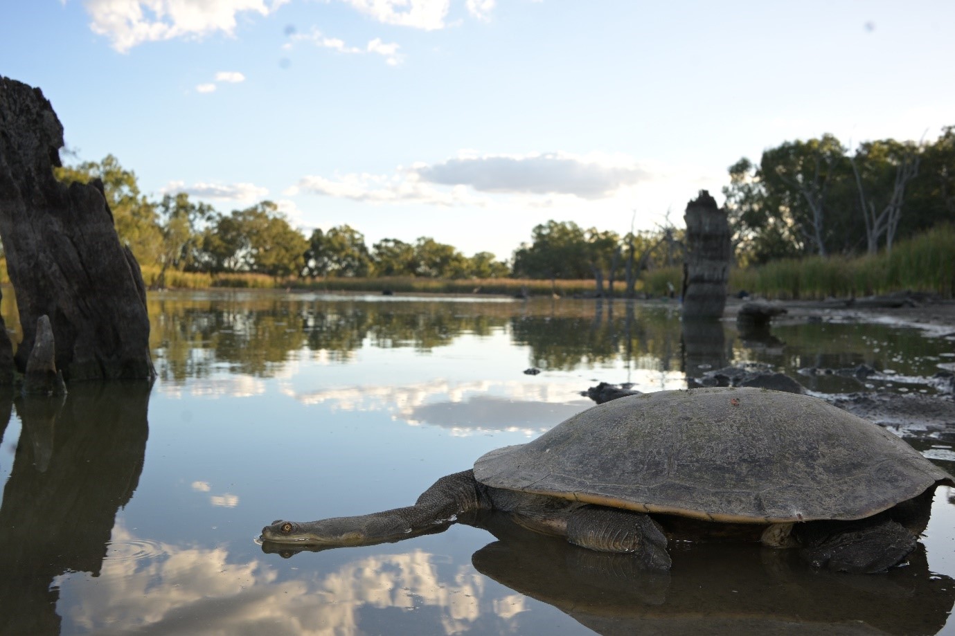 Freshwater turtles are dying while environmental water sits in dam ...