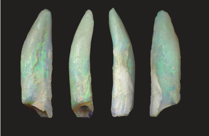 Brachiosaurus Teeth
