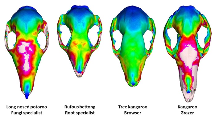 Long face, short face — it’s about diet - University of New England (UNE)