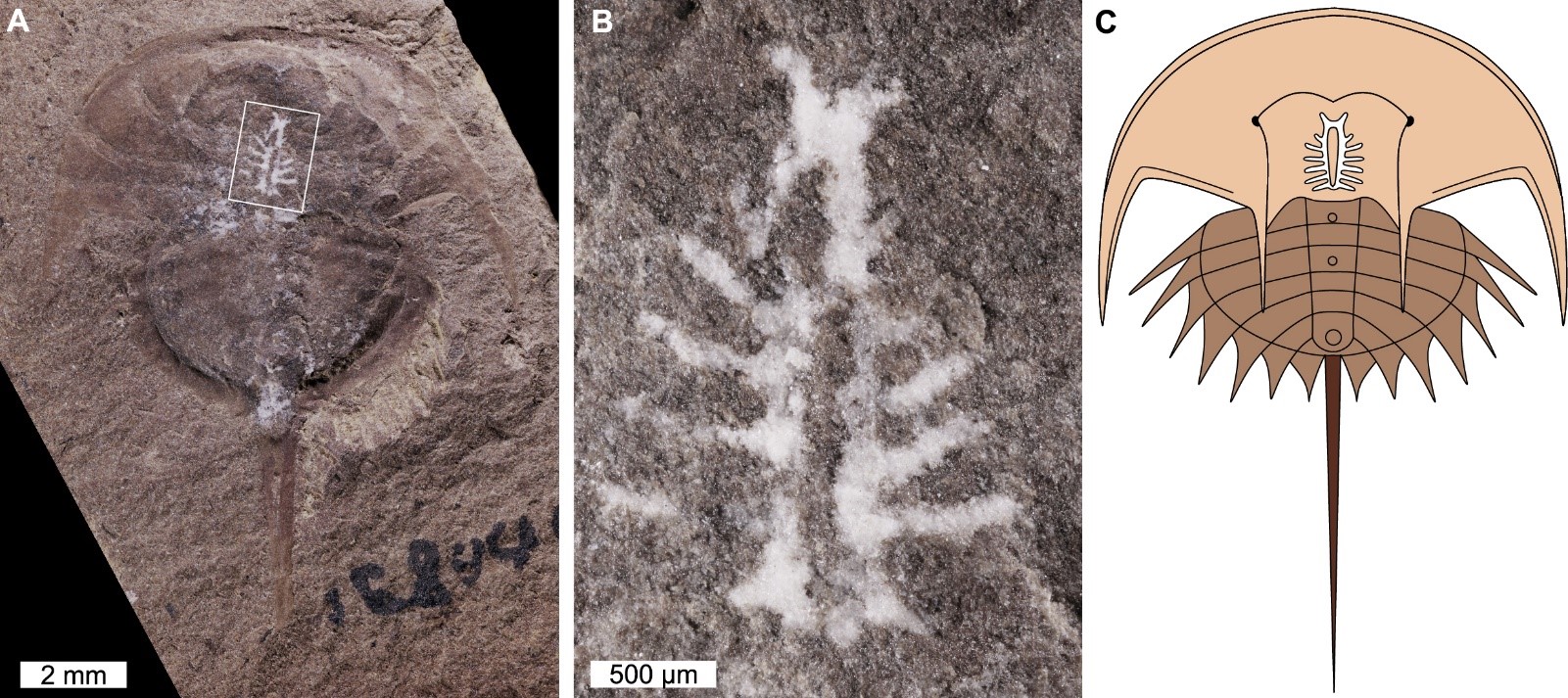 Horseshoe Crab Fossil