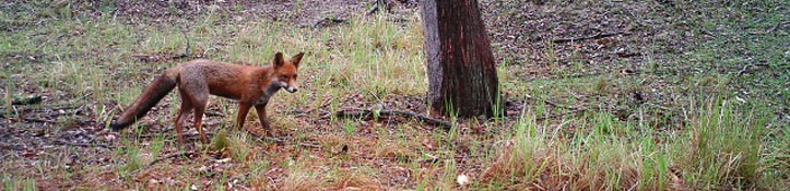 Invasive Species Management - University of New England (UNE)