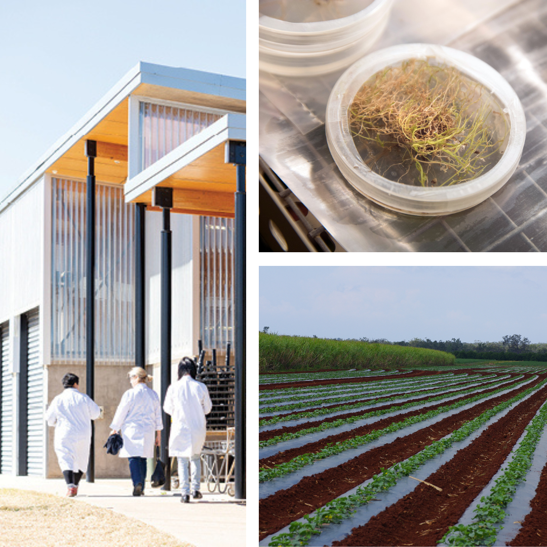 Plant, Soil and Environment - University of New England (UNE)