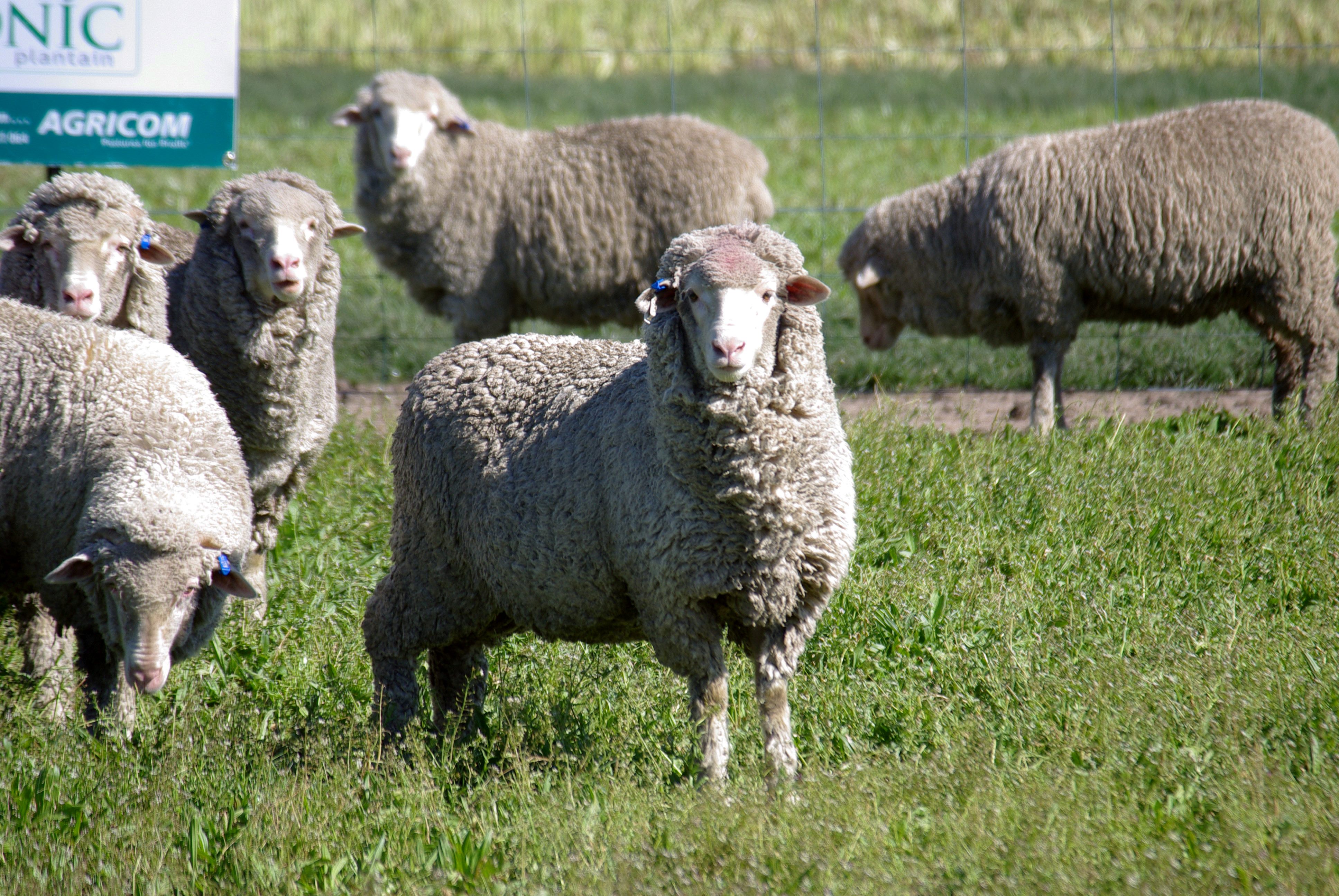 Pasture Production and Management - University of New England (UNE)