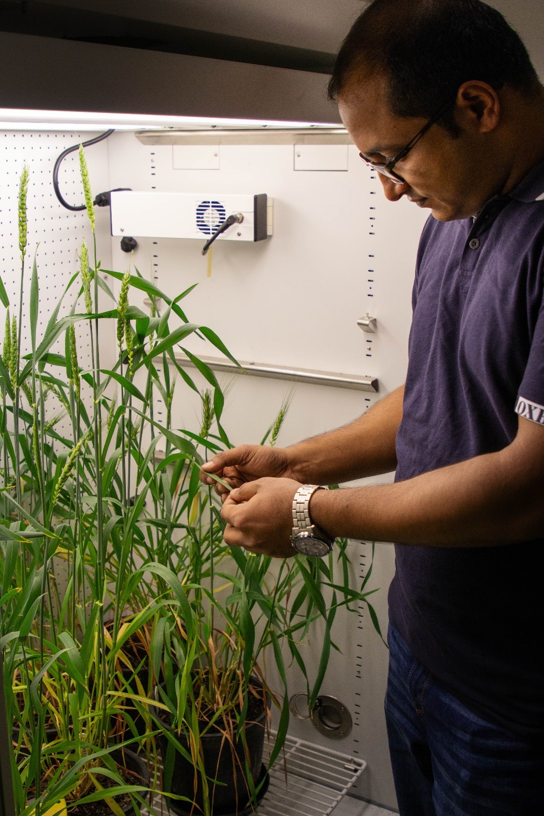 Crop Physiology and Production - University of New England (UNE)