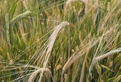 Plant Pathology and Crop Protection - University of New England (UNE)