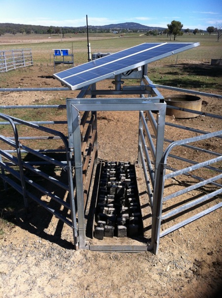 Remote monitoring of livestock - University of New England (UNE)